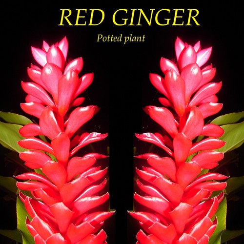 ~HAWAIIAN RED GINGER~ Alpinia purpurata TROPICAL Red Cones LIVE Small ...