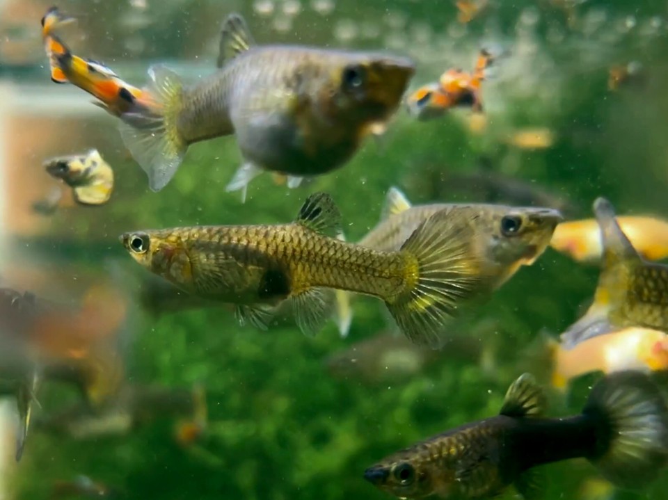 Fancy Mutt Guppy LIVE FRY PACK - 25+ Home Raised - Spring Shipping ...