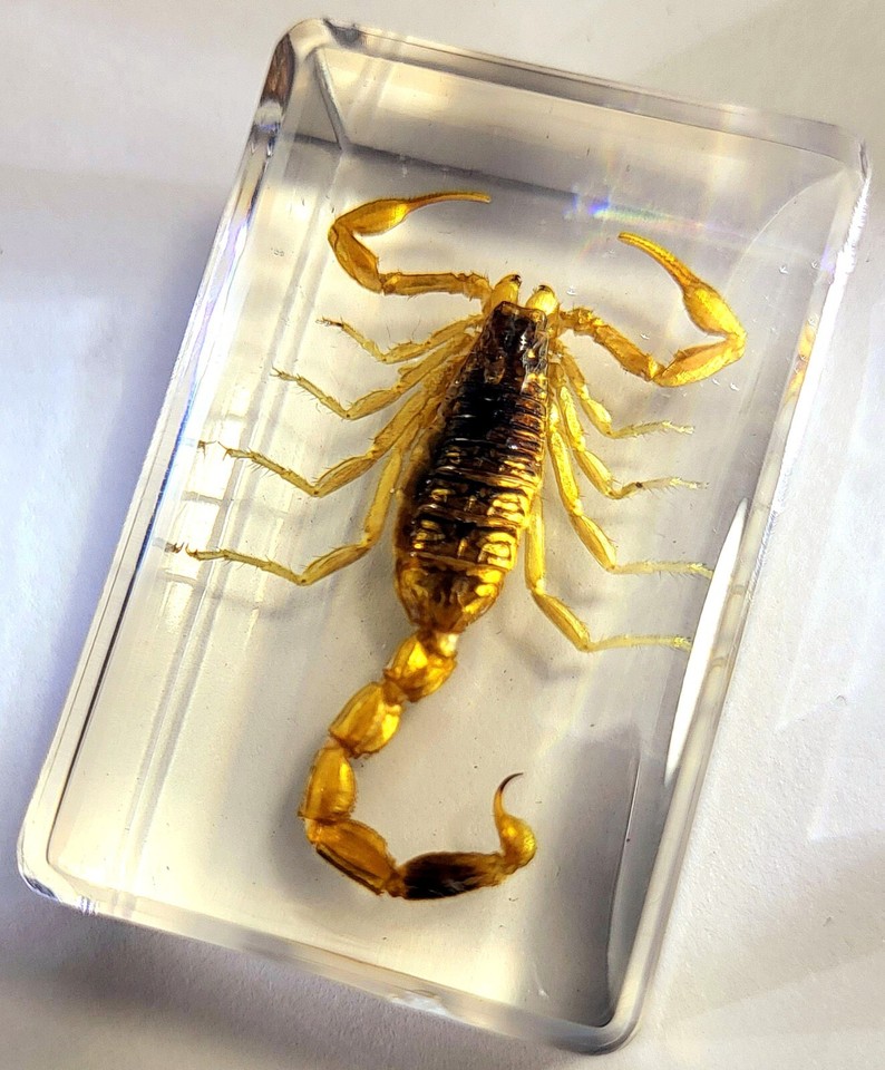 44mm Golden Scorpion in Clear Lucite Resin Science Education Collection ...