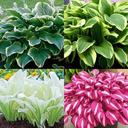 100 Mixed Colored Hosta Plant Seeds Hosta Plantaginea Garden Flowers ...