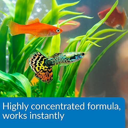 API Aqua Essential 8oz All-in-One Concentrated Aquarium Water ...
