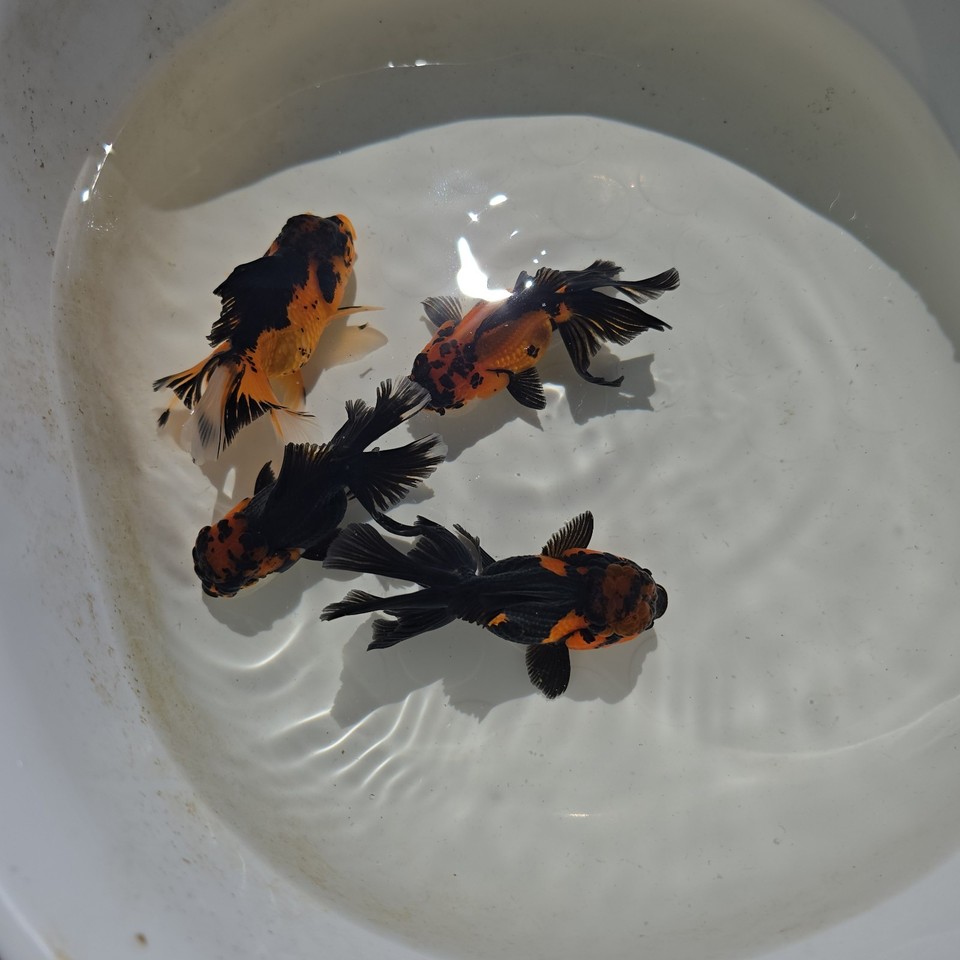 Live Fish Oranda Goldfish Juvenile APACHE Red Black 2-2.5 inch Volume ...