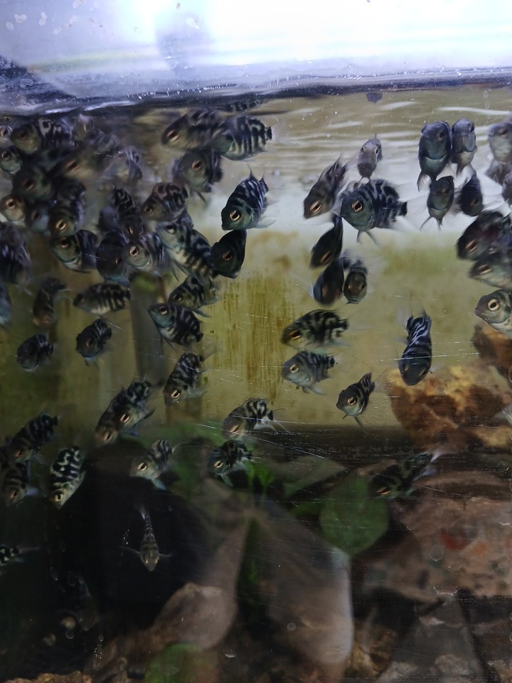 5 Polar Blue Parrot Cichlid - Live Freshwater Aquarium Fish | eBay