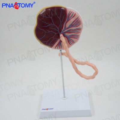 1:1 Human placenta and umbilical cord model Medical Teaching Anatomical ...