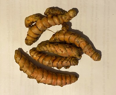 8 Fresh Turmeric Root (ORANGE CURCUMA LONGA) for Plant-Arthritis Pain ...