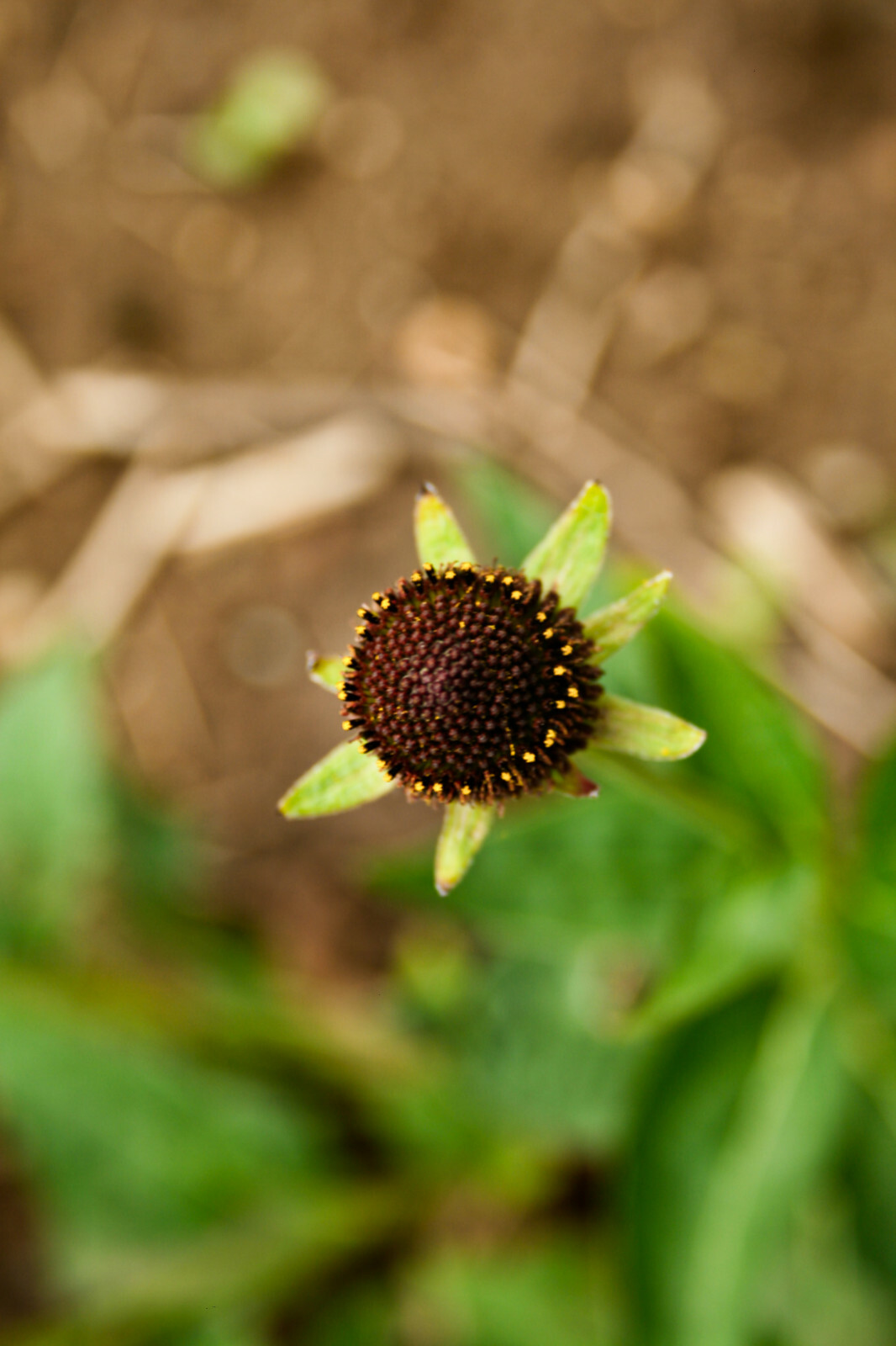 30 WESTERN CONEFLOWER Rudbeckia Occidentalis Green Wizard Black Flower ...
