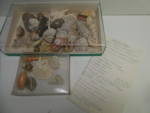 VINTAGE COLLECTION OF SEA SHELLS - FROM COLLECTORS ESTATE -TAG NUMBERS ...