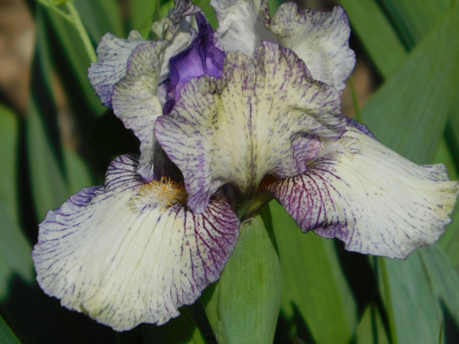 Standard Dwarf Bearded Iris MINI MOUSE per 2 rhizomes | eBay