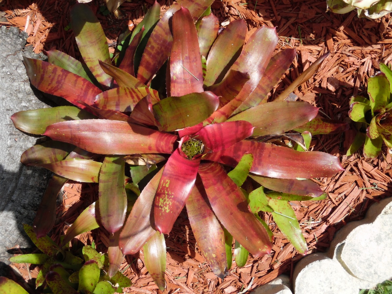 Neoregelia BLUSHING TIGER Bromeliad one tropical plant *MEDIUM* | eBay