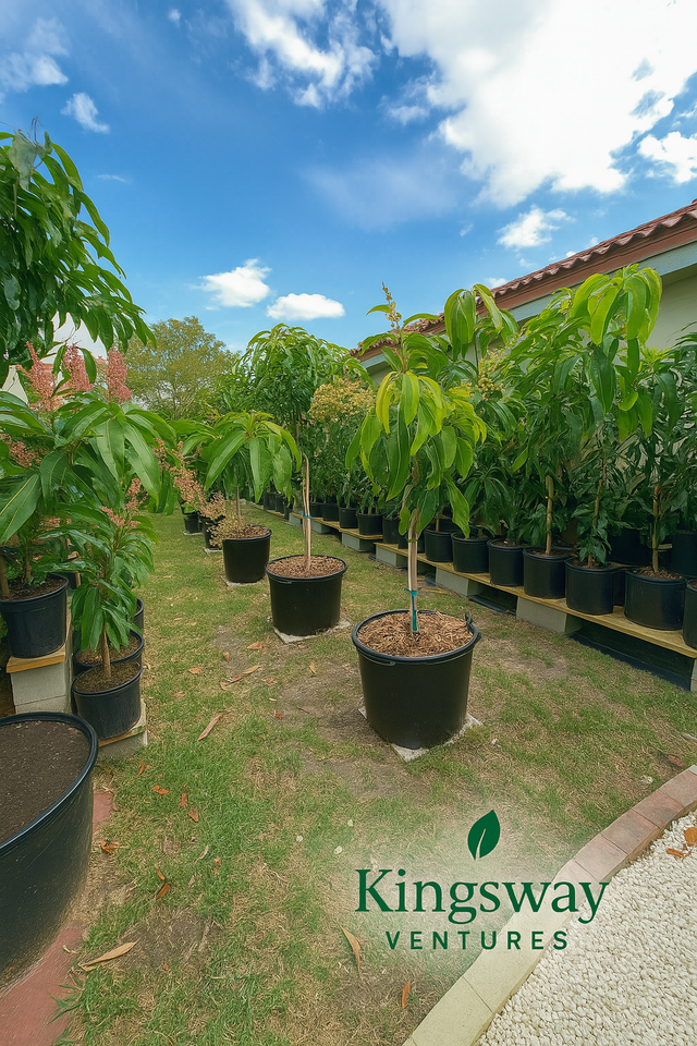 Delicious RARE CAC Grafted 3 gallon Mango Tree 2-3 ft Over 100 ...