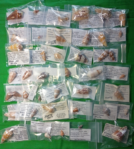 Small-Medium Cones with ID [40 lots] #M0288 Africa+Red Sea 14-49mm | eBay