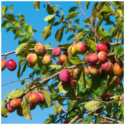 Dwarf Patio Big Juicy Victoria Plum Tree, Sweet Juicy and Tasty, Ready ...