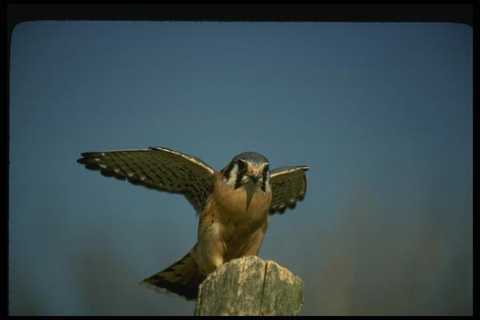 070069 Kestrel Hawk Lighting On Hunting Perch A4 Photo Print | eBay