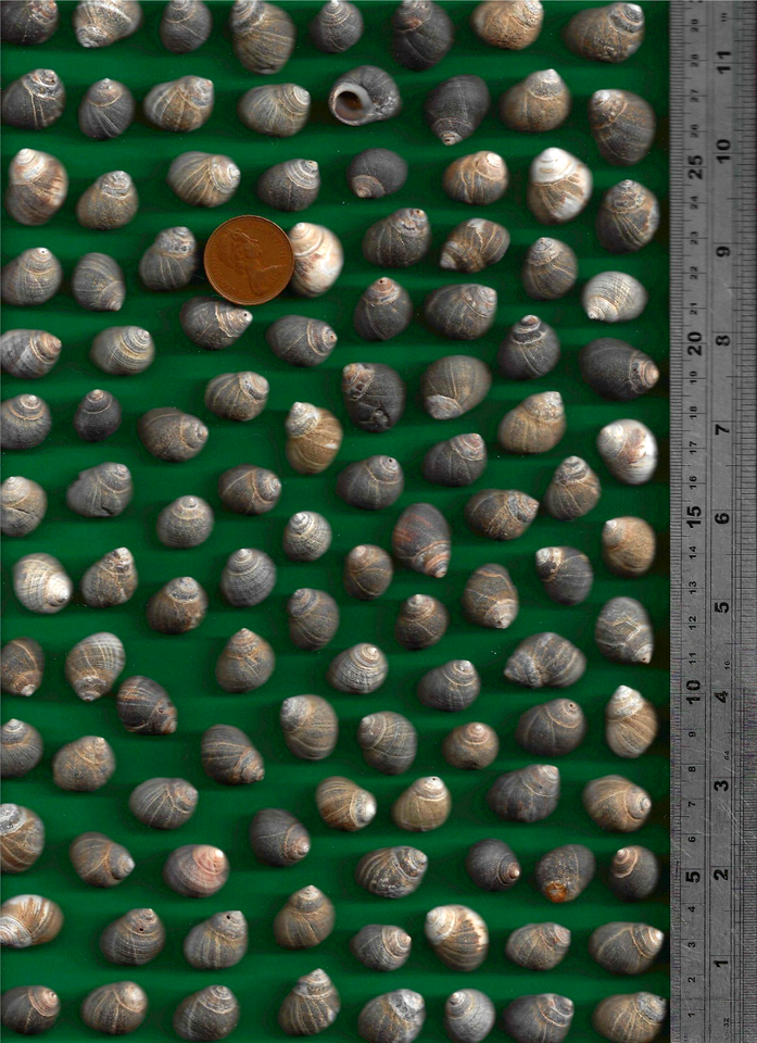 114 Well Worn UK NORTH SEA Scottish COMMON PERIWINKLE sea shells 216g ...