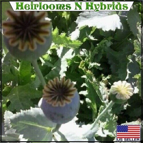 2,500 Turkish Hybrid Papav. Somniferum Poppy Seeds For Fall Or Spring ...