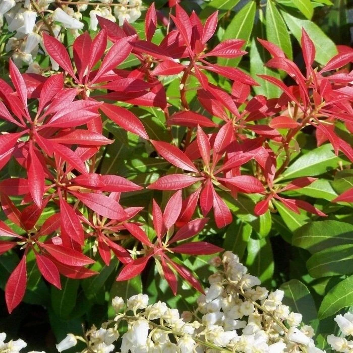 Pieris Plant