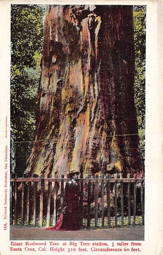Postcard CA: Lady and Giant Redwood Tree, Santa Cruz, California, DB ...