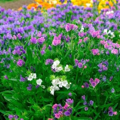 Echium plantagineum Blueweed Flower dwarf hybrids mixed 800 seeds+LABEL ...