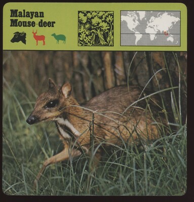 Malayan Mouse Deer Safari Cards Rencontre Mammals | eBay