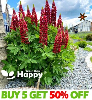 RUSSELL LUPIN THE PAGES RED - 60 seeds - Lupinus Polyphyllus ...