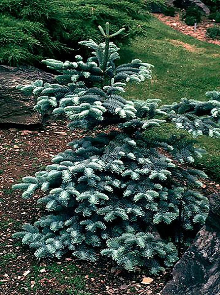 Blue Noble Fir, Abies procera glauca, (Abies nobilis), Tree Seeds ...