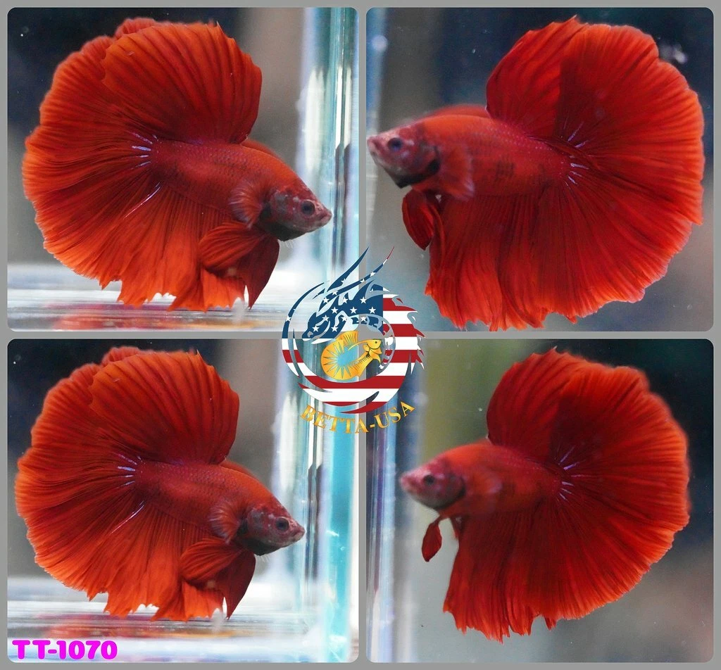 Red Halfmoon Betta