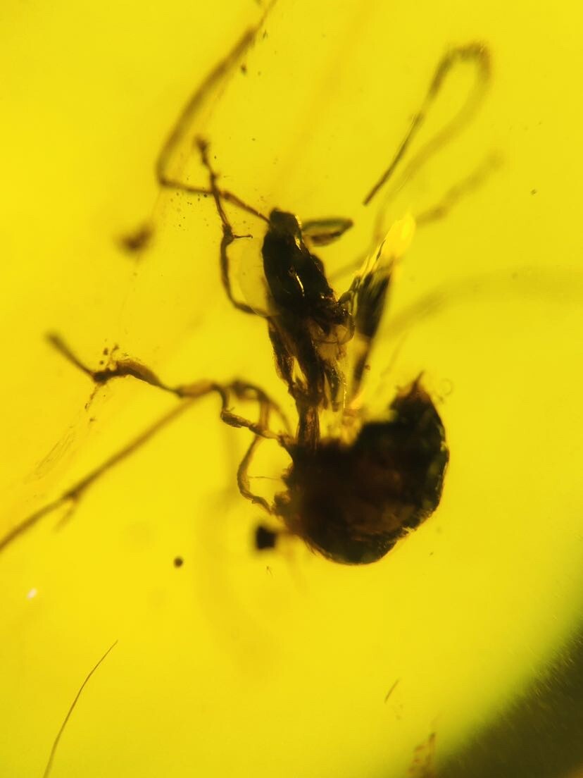 Cretaceous(2.4g mammoth ant)Myanmar Amber insect fossil dinosaur age | eBay