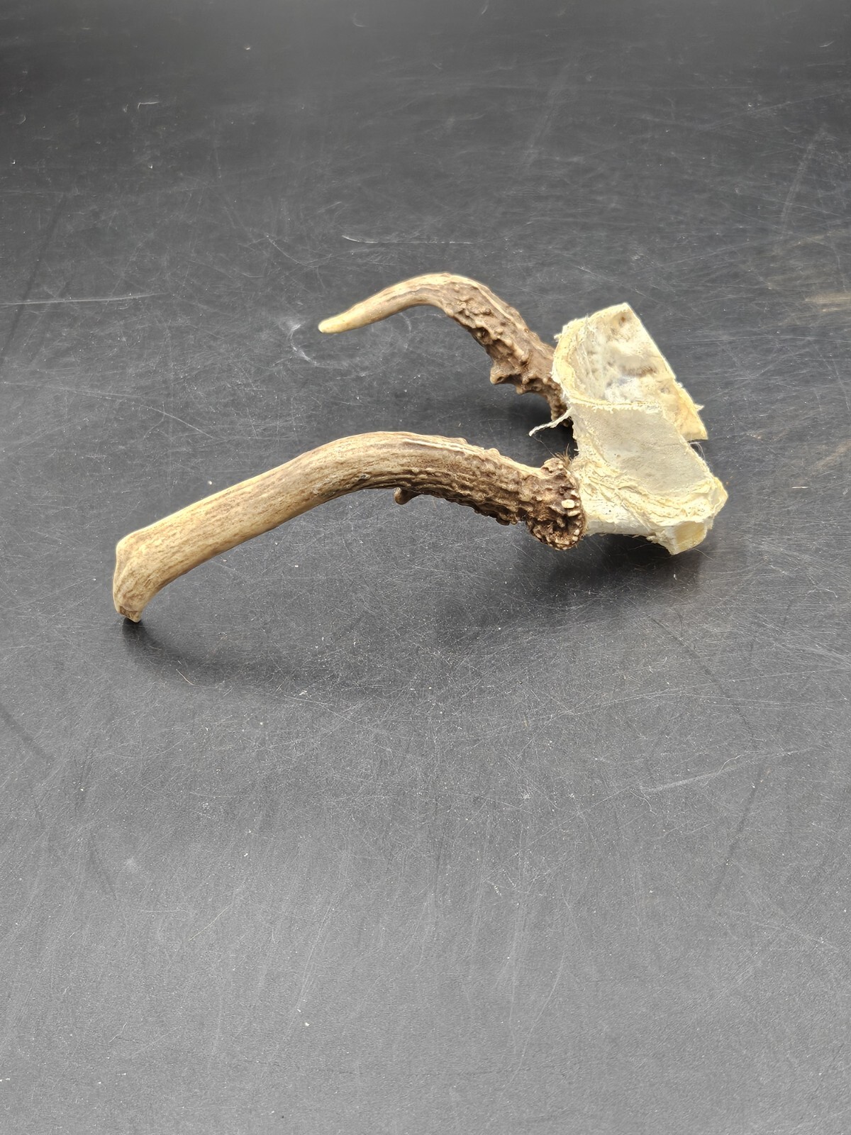 Small 2 Point Derpy Asymmetrical Authentic Wisconsin Deer Antler Rack 5 ...