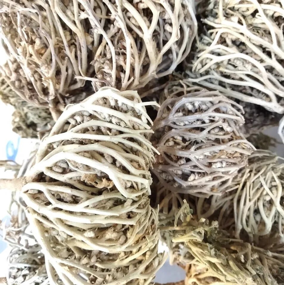 75 gram X Flower Of Maryam Chaste Tree Herbs Palm Of Mary عشبة كف مريم ...