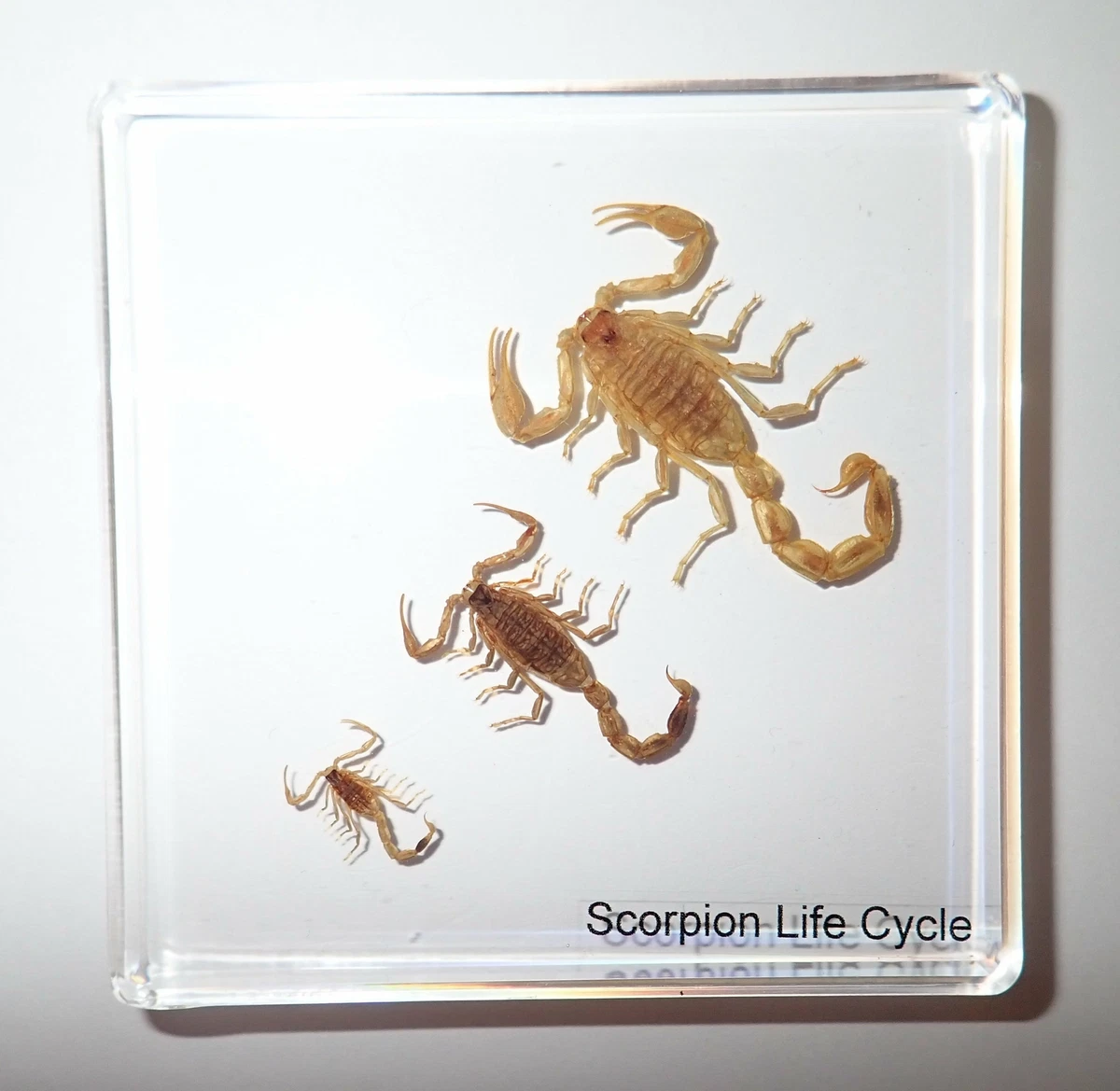 Scorpion Life Cycle