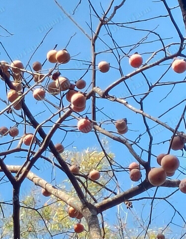 20 American Native Persimmon Tree STRATIFIED Seeds - Diospyros ...