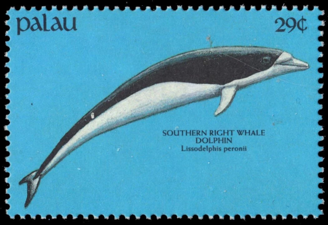 Lissodelphis Peronii