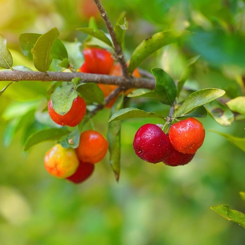 Acerola Cherry Tree 1 Gallon | Live Fruit Tree | Delicious Sweet ...