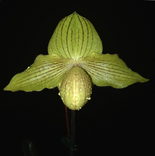 LARGE MULTIFLORAL YELLOW PAPH ORCHID HYBRID Mike Mims NBS 4 inch pot | eBay