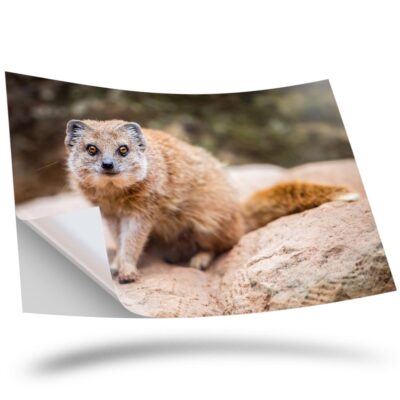 1 x Vinyl Sticker A1 - Yellow Mongoose Wild Animal #16845 | eBay