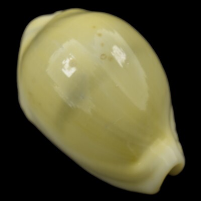 CYPRAEA (Monetaria) MONETA (Olango Isl., Philippines) 23.9mm #40731 | eBay