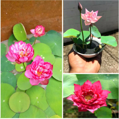 MIXED-COLOR MINI LOTUS SEEDS (RARE SEEDS), SEN MINI ĐỦ MÀU | eBay