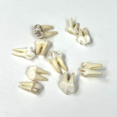 Lot Of 10 Whitetail Deer Molars Teeth Real Cleaned Taxidermy Art Odd ...
