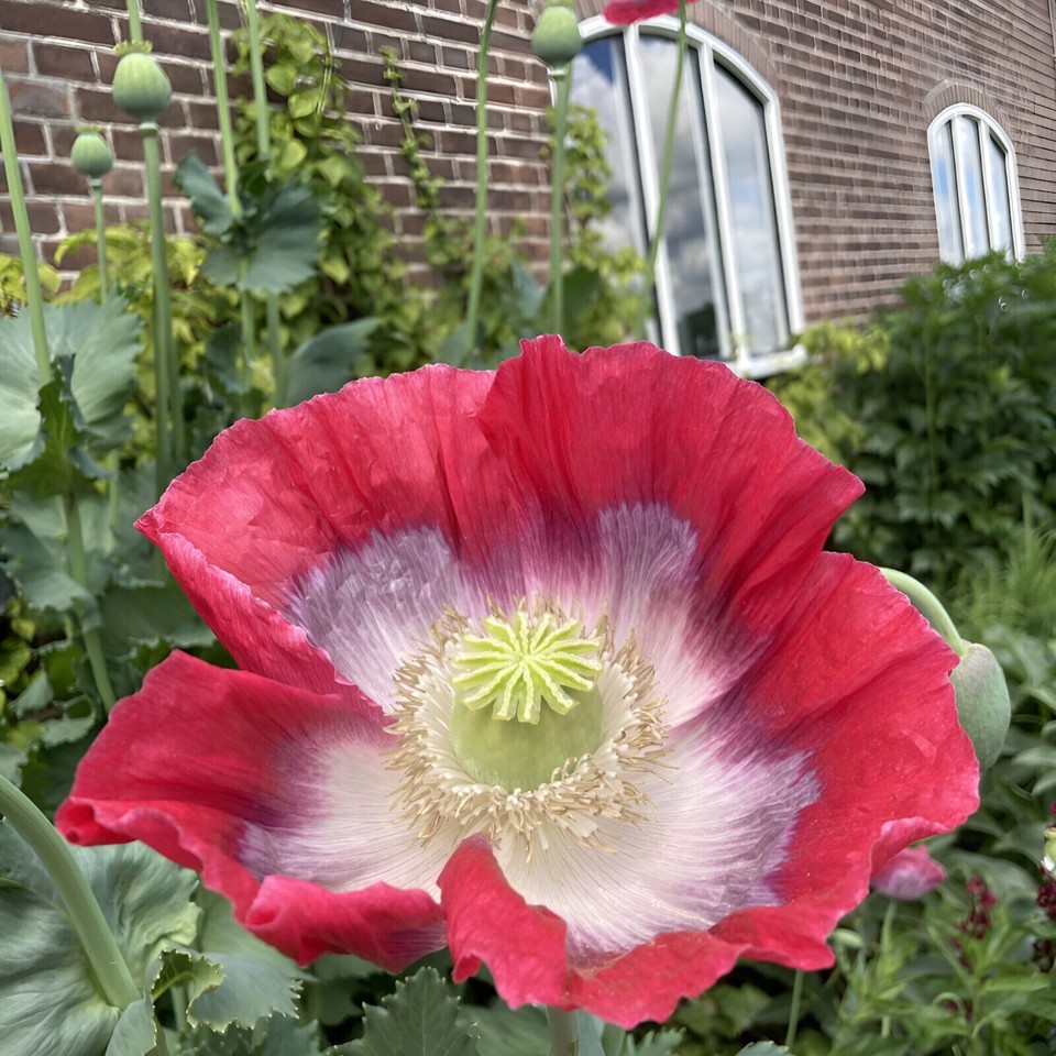 1000 Giant Rattle Poppy Seeds - P. Somniferum - Massive Seed Heads&Huge ...