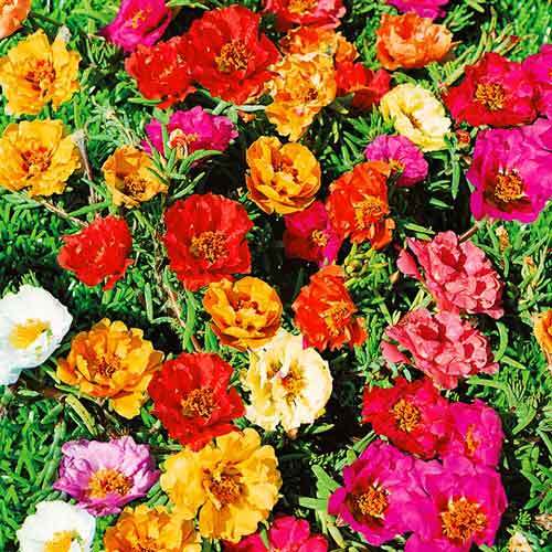 Portulaca seёds, 1000 Portulaca Terry Mix seёds SW18 + TRACK № | eBay