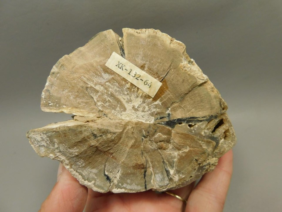 Eden Valley Petrified Wood Wyoming Polished Round Stump #O132-64 | eBay