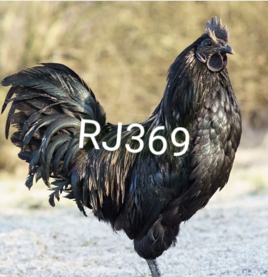 6 Rare Breed Black Chicken Fertile Hatching Eggs Svarthona Swedish ...