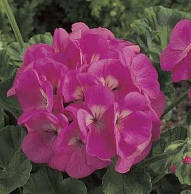Geranium Zonal Maverick Series Pink Seeds | eBay