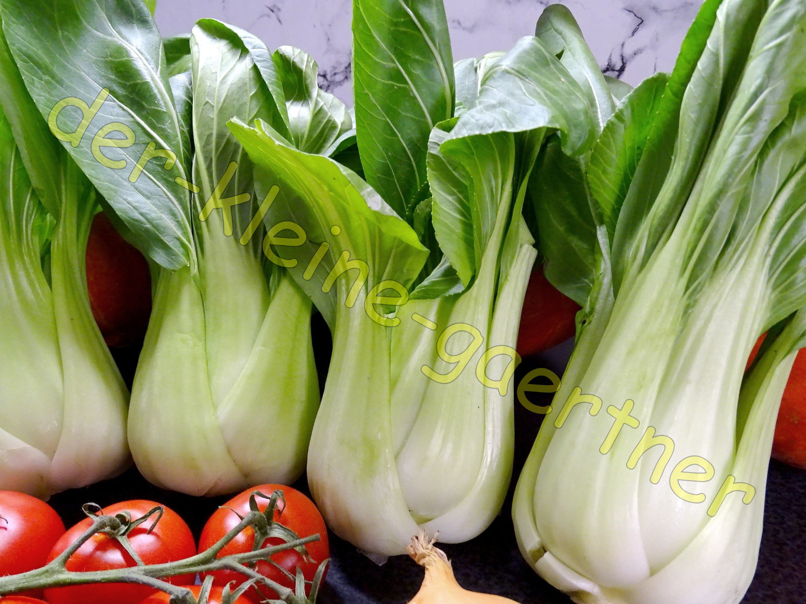 PAK CHOI PAKCHOI CHINAKOHL SCHNELLWACHSENDER BLATTKOHL 200 SAMEN | eBay.de