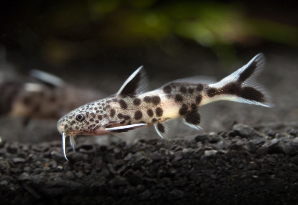 Dwarf Cuckoo AKA Leopard Catfish (Synodontis petricola), Tank-Bred | eBay