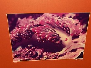 BOB TALBOT HAND SIGNED 1977 COLOR SEASCAPE REEF PHOTOGRAPH | eBay