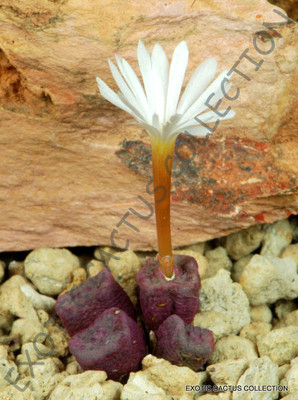 RARE CONOPHYTUM CUBICUM @@ mesemb exotic succulents seed living stones ...