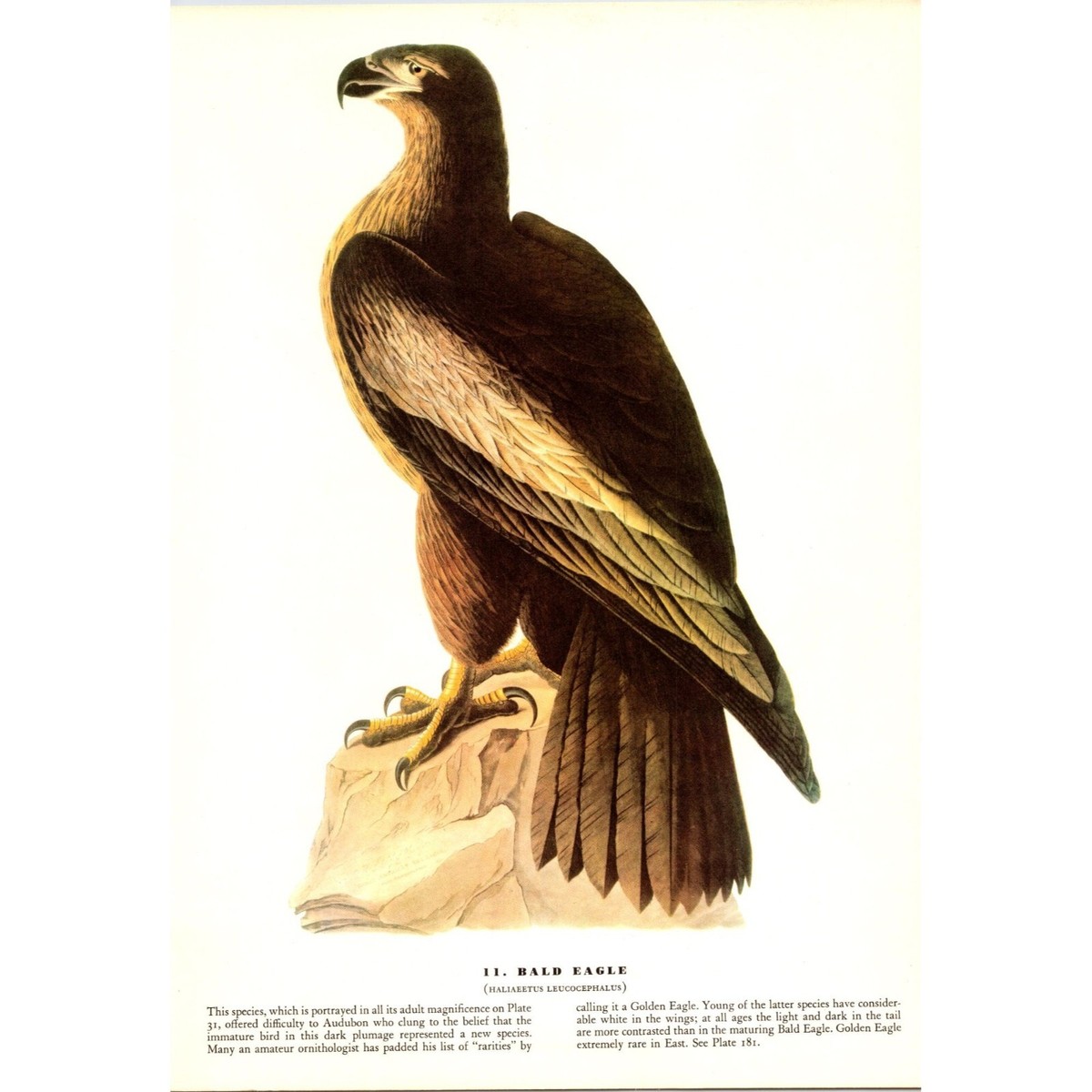 Eagle To Colour In Animal_color_by_number Color By Number Eagle