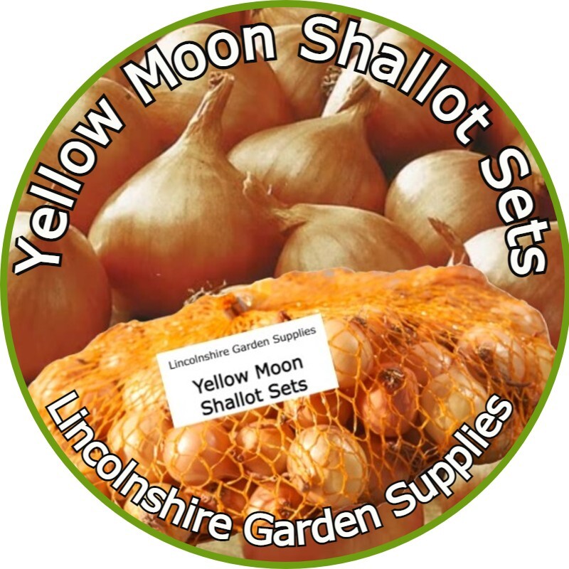 Shallot Sets YELLOW MOON Multi Quantity In Packs of 15 upto 50 Sets ...