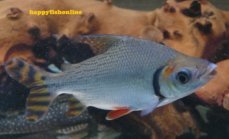 RED FIN FLAG TAIL PROCHILODUS! BEAUTIFUL GIANT TETRAS! WC LIVE FISH 10 ...